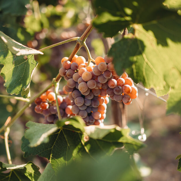 PIWI organic wines buy online